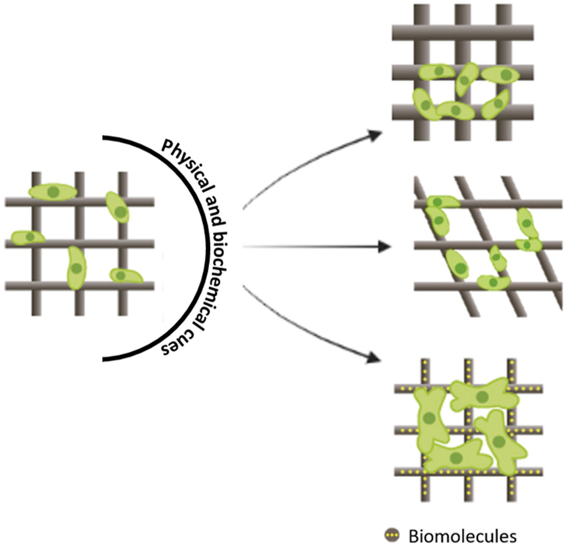 Publications - Biofabrication and bio-instructive materials