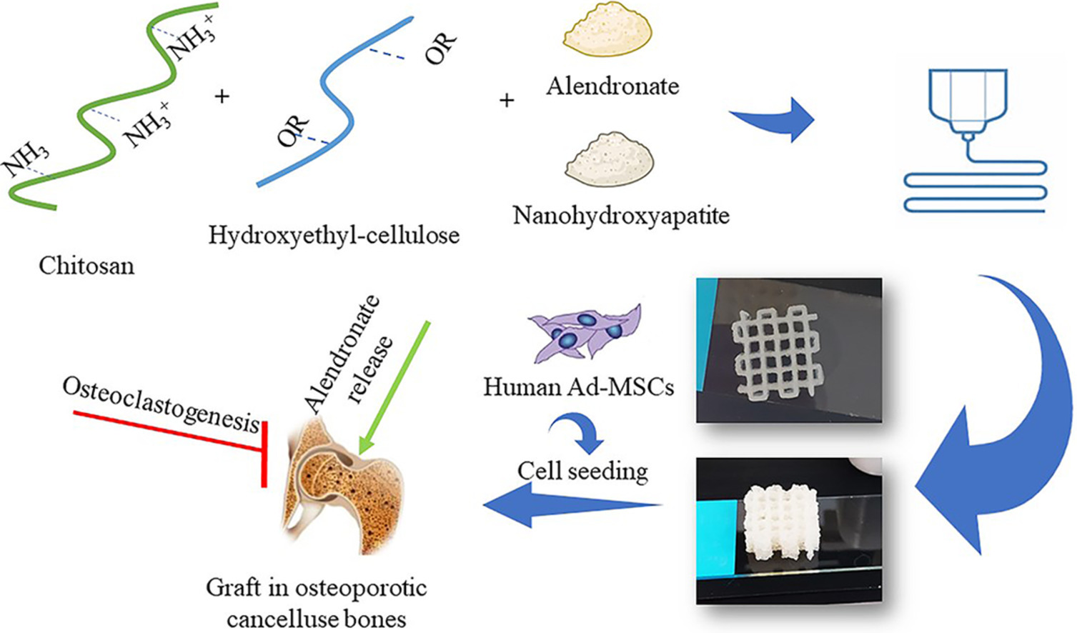 Publications - Biofabrication and bio-instructive materials